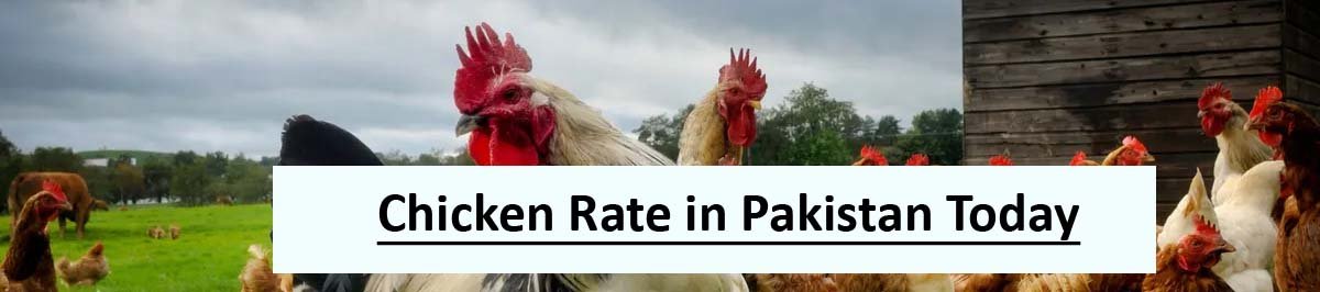 Chicken Rate in Pakistan - Chicken Rate in Pakistan Today